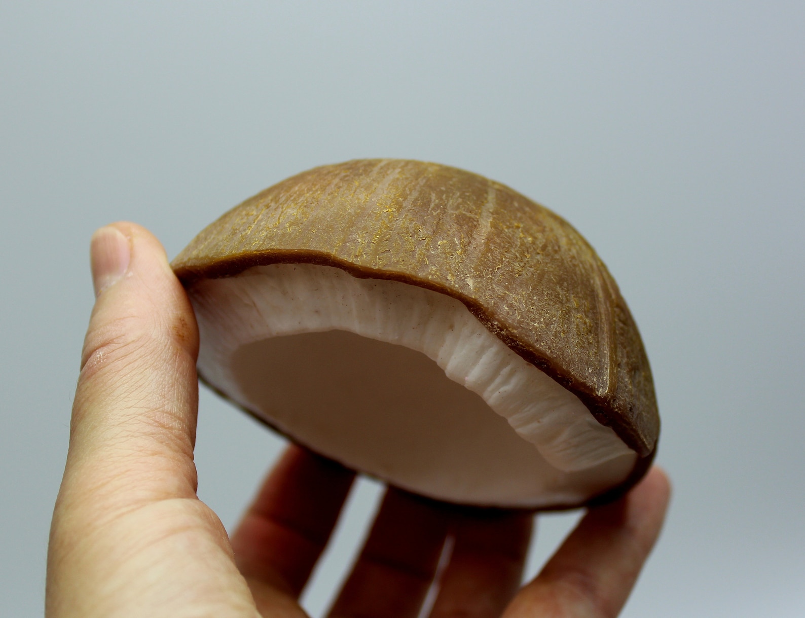 3d Coconut Silicone Mold. Coconut Fruit Mold. Wax Candles - Etsy