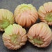 Flower Buds Silicone Mold. Dahlia Bud Chrysanthemum Bud Silicone Mold ...