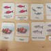 Salmon Life Cycle Cards- Digital Download, 3 Part Cards - Etsy