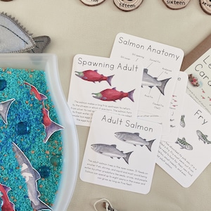 Salmon Life Cycle Cards, Life Cycle Study, Homeschool Science, Salmon ...