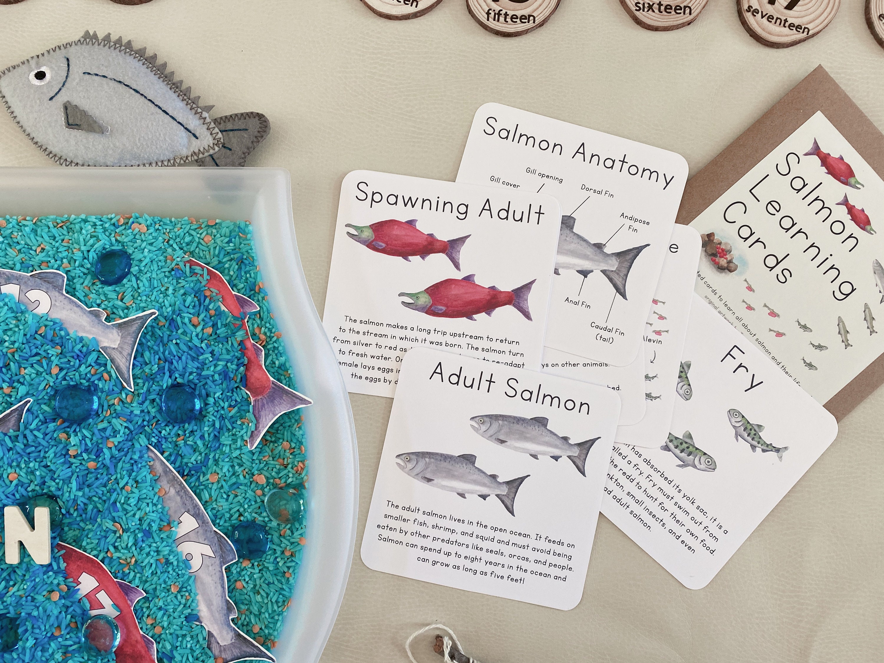 Salmon Life Cycle Cards, Life Cycle Study, Homeschool Science, Salmon ...