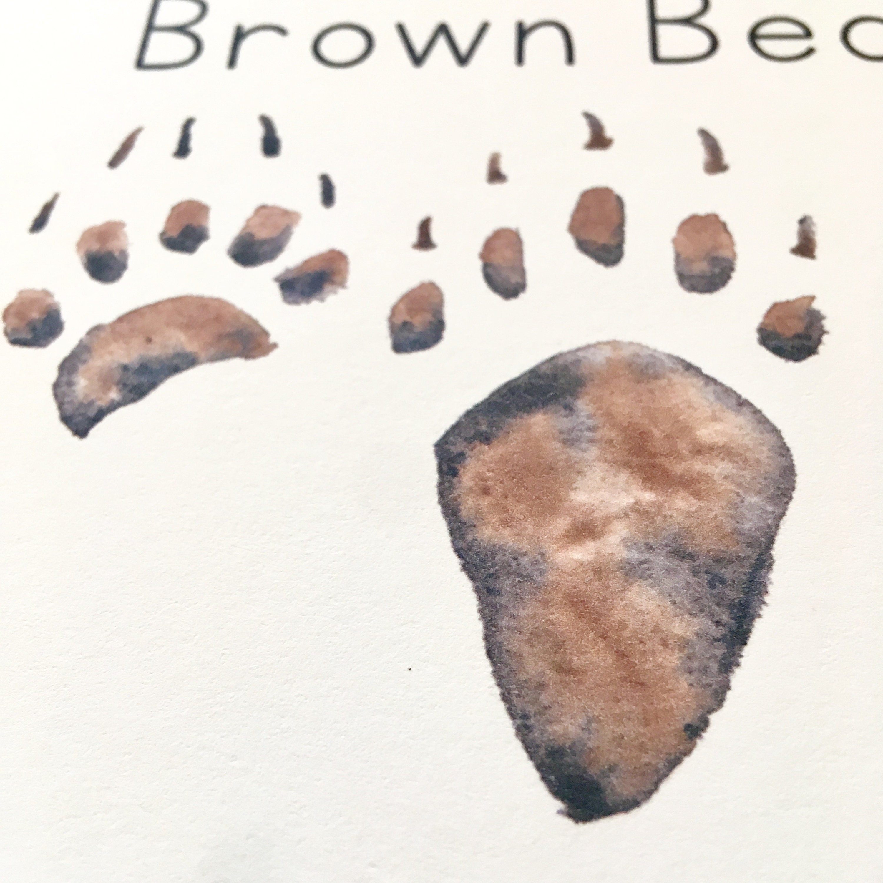 Alaska Animal Tracks Learning Cards: Homeschool Nature Study (digital ...