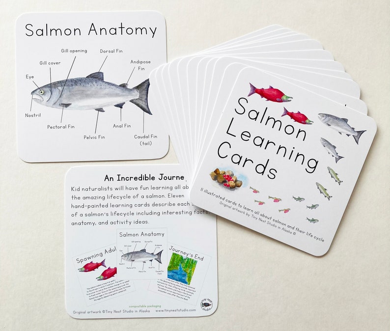 Salmon Life Cycle Cards, Life Cycle Study, Homeschool Science, Salmon ...