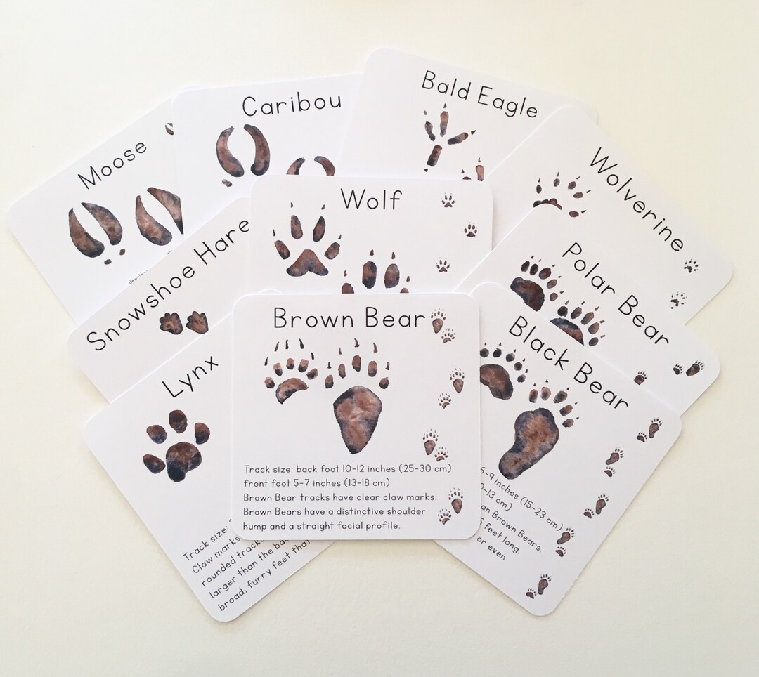 Alaska Animal Tracks Learning Cards, Digital Download Animal Tracks ...