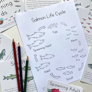 Salmon Life Cycle Cards- Digital Download, 3 Part Cards - Etsy