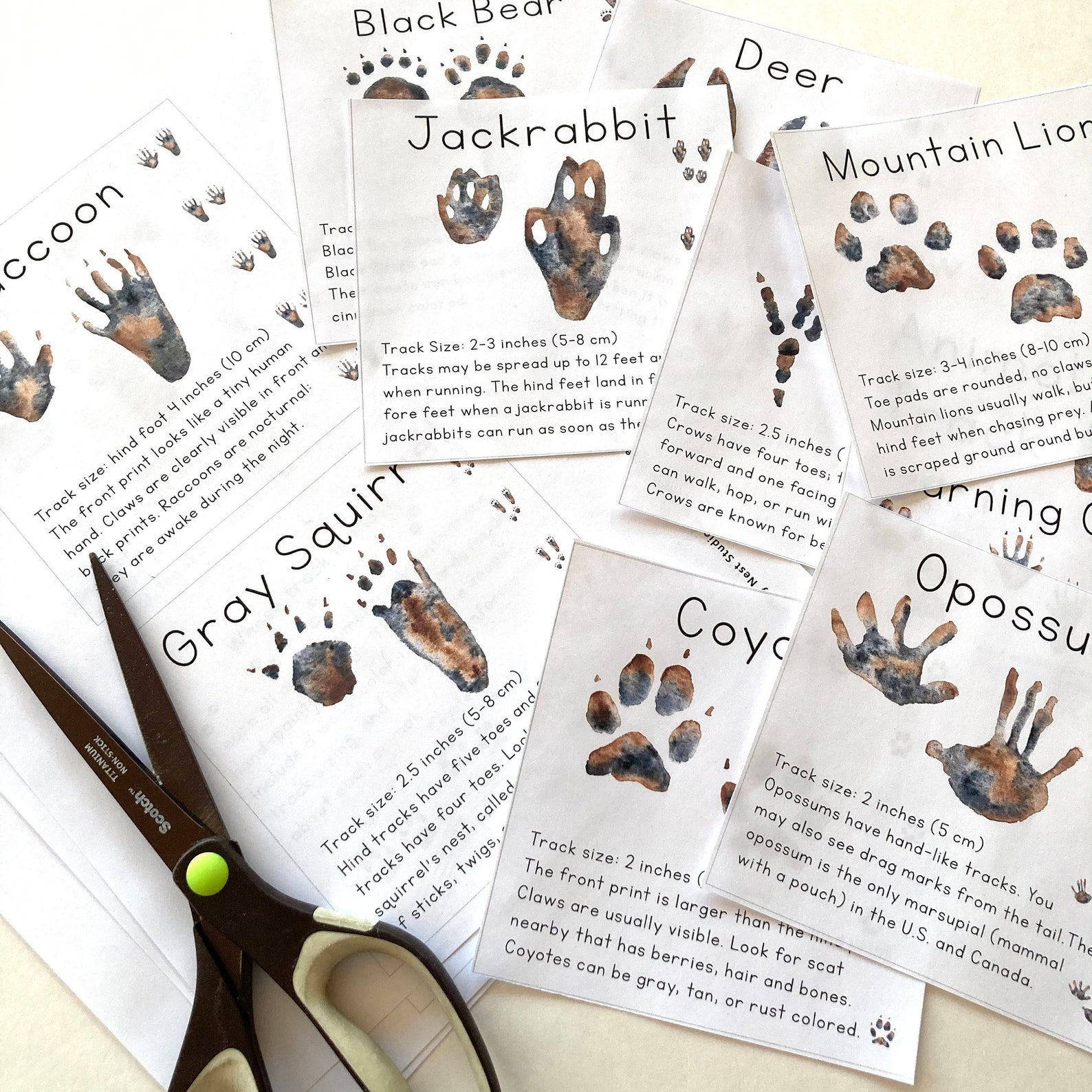 Animal Tracks Learning Cards Animal Tracks Facts Nature - Etsy