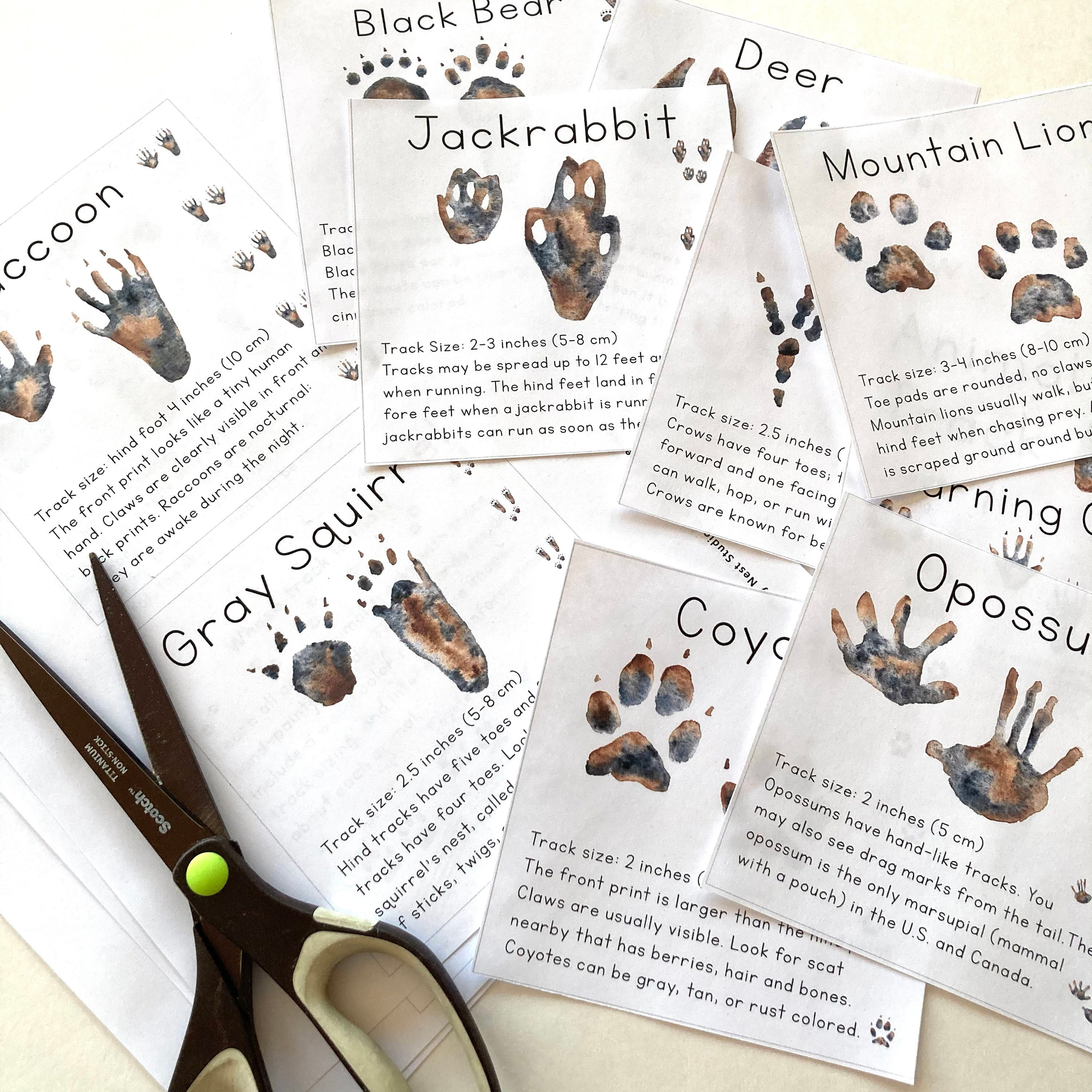 Animal Tracks Learning Cards Animal Tracks Facts Nature - Etsy