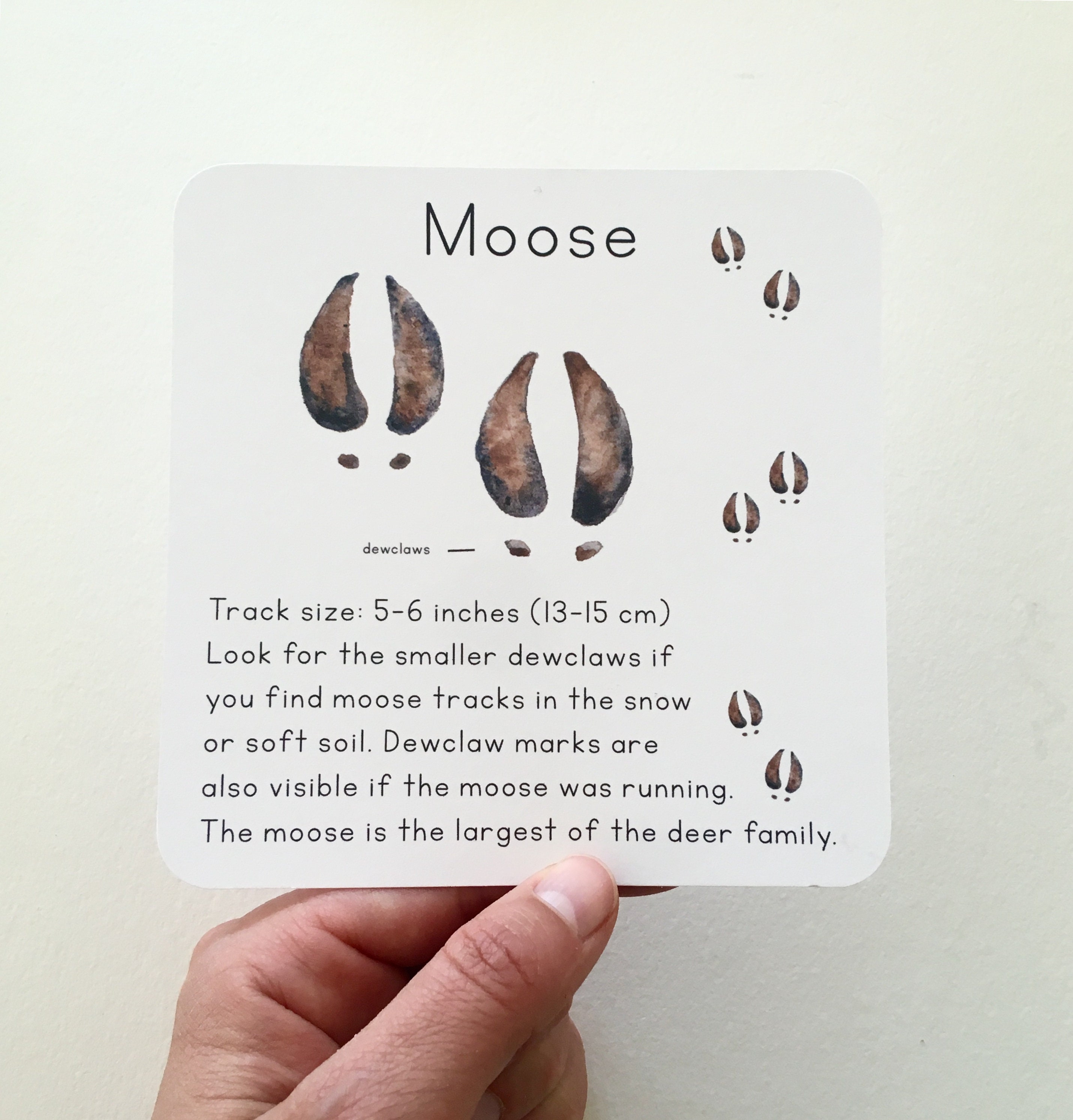 Alaska Animal Tracks Learning Cards: Homeschool Nature Study (digital ...