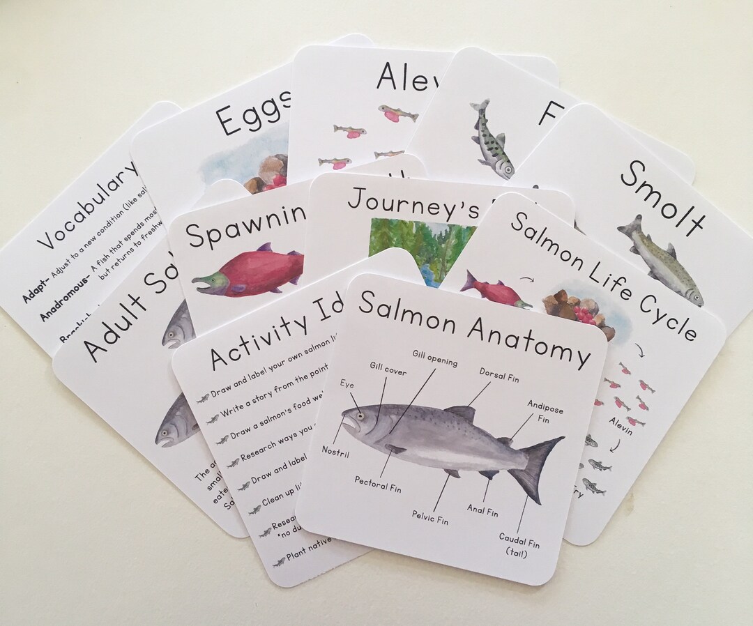 Salmon Life Cycle Cards- Digital Download, 3 Part Cards - Etsy