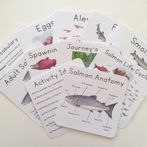 Salmon Life Cycle Cards- Digital Download, 3 Part Cards - Etsy