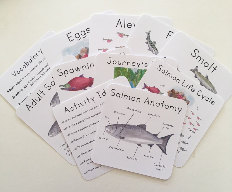 Salmon Life Cycle Cards- Digital Download, 3 Part Cards - Etsy