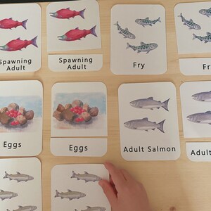 Salmon Life Cycle Cards- Digital Download, 3 Part Cards - Etsy