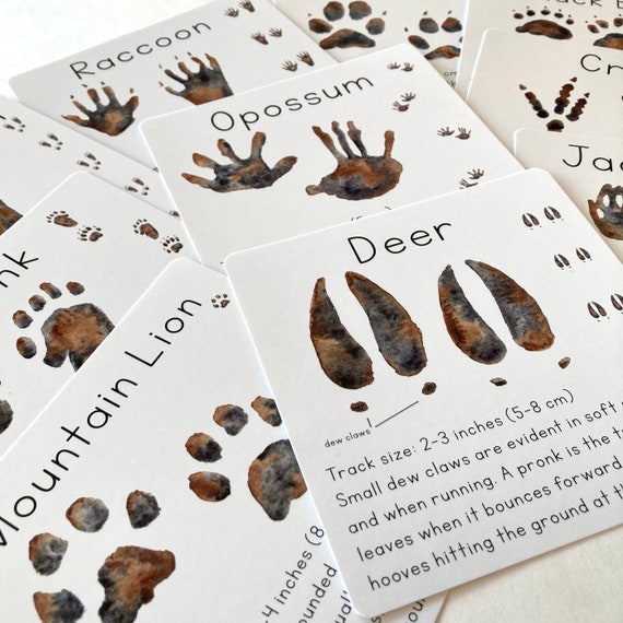 Animal Track Identification Cards