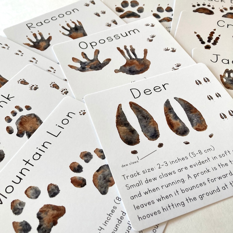 Animal Tracks Learning Cards Animal Tracks Facts Nature - Etsy