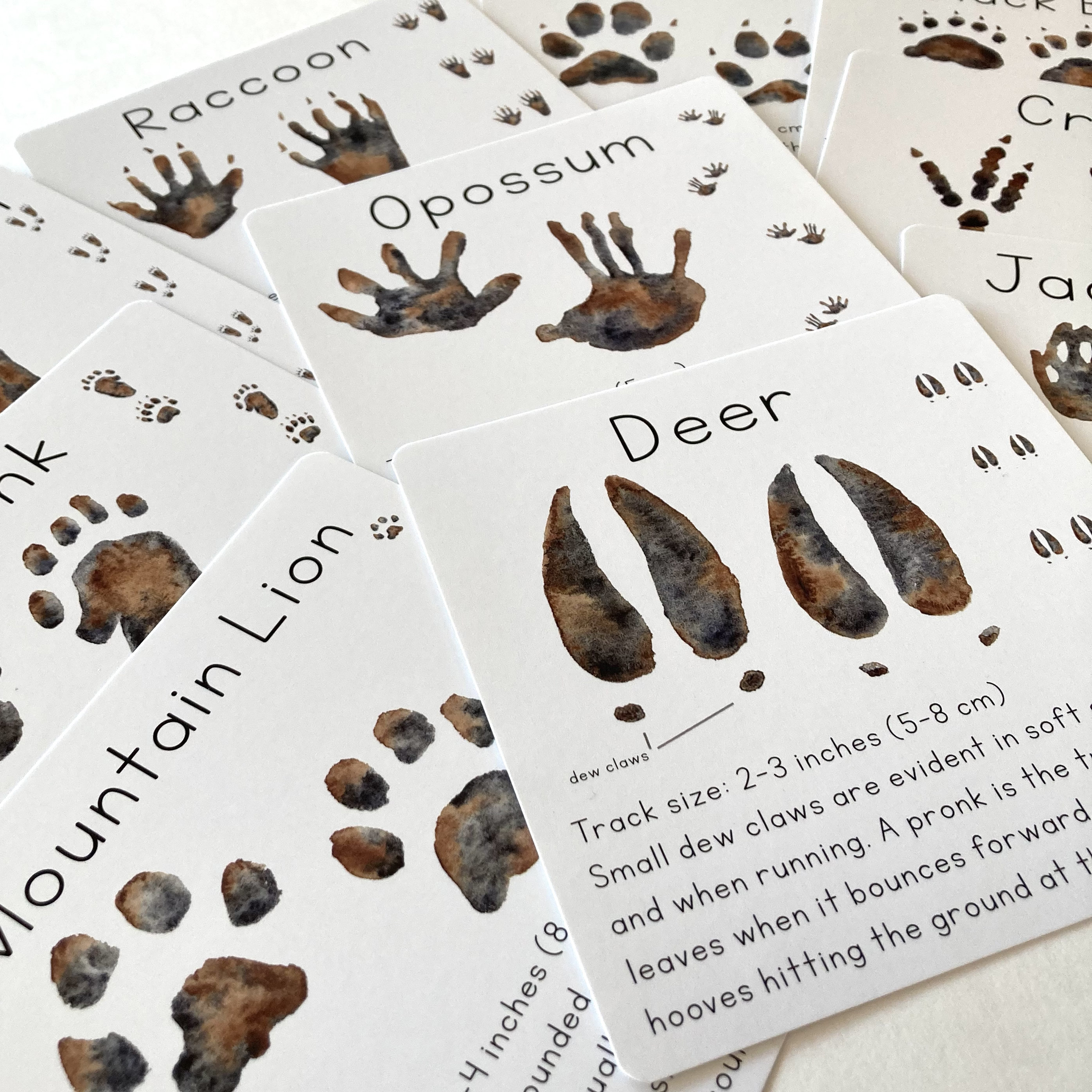 Animal Tracks Learning Cards Animal Tracks Facts Nature - Etsy