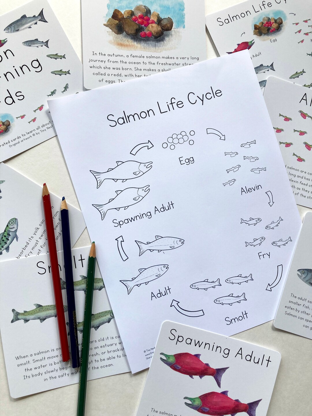 Salmon Life Cycle Coloring Page, Nature Study for Kids, Homeschool ...