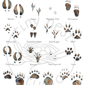 Alaska Animal Tracks Print: Homeschool Learning Resource (digital ...
