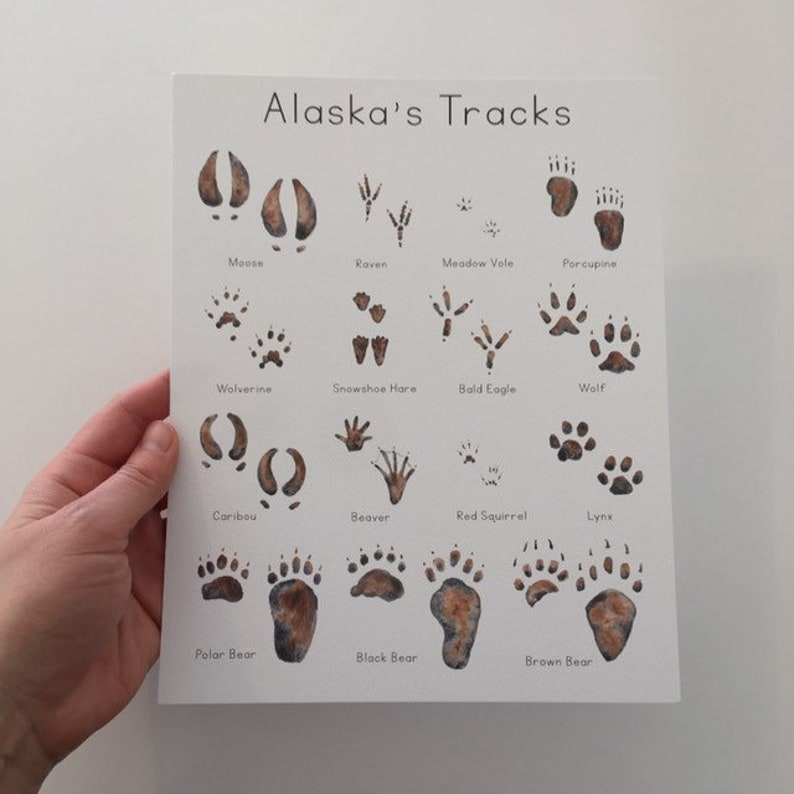 Alaska Animal Tracks Print: Homeschool Learning Resource (digital ...