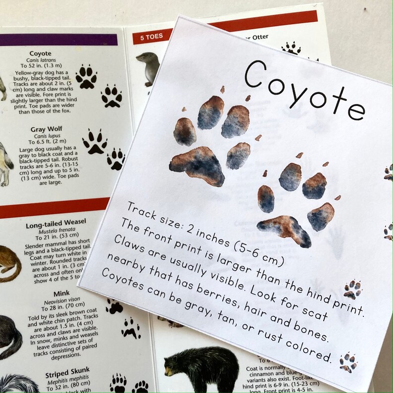 Animal Tracks Learning Cards Animal Tracks Facts Nature - Etsy