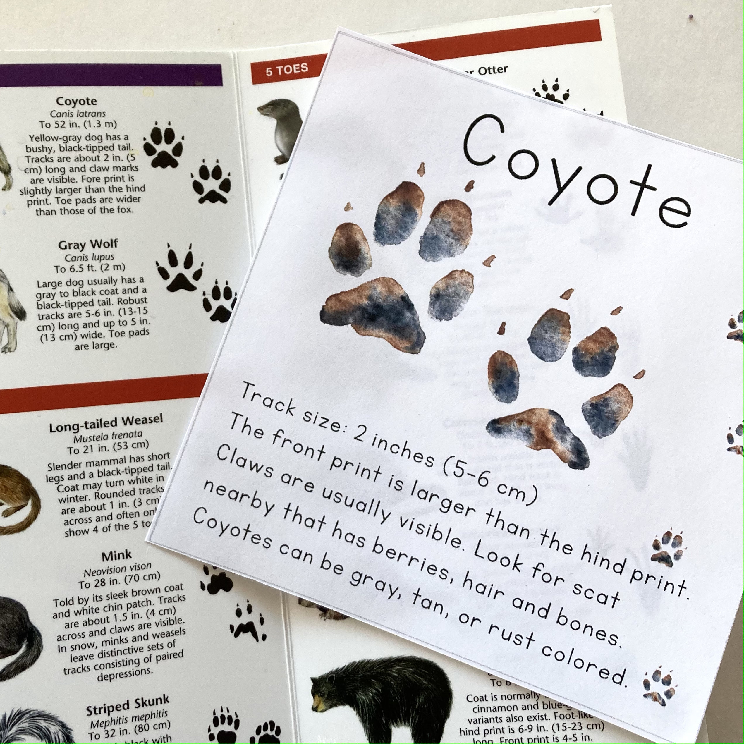 Animal Tracks Learning Cards Animal Tracks Facts Nature - Etsy