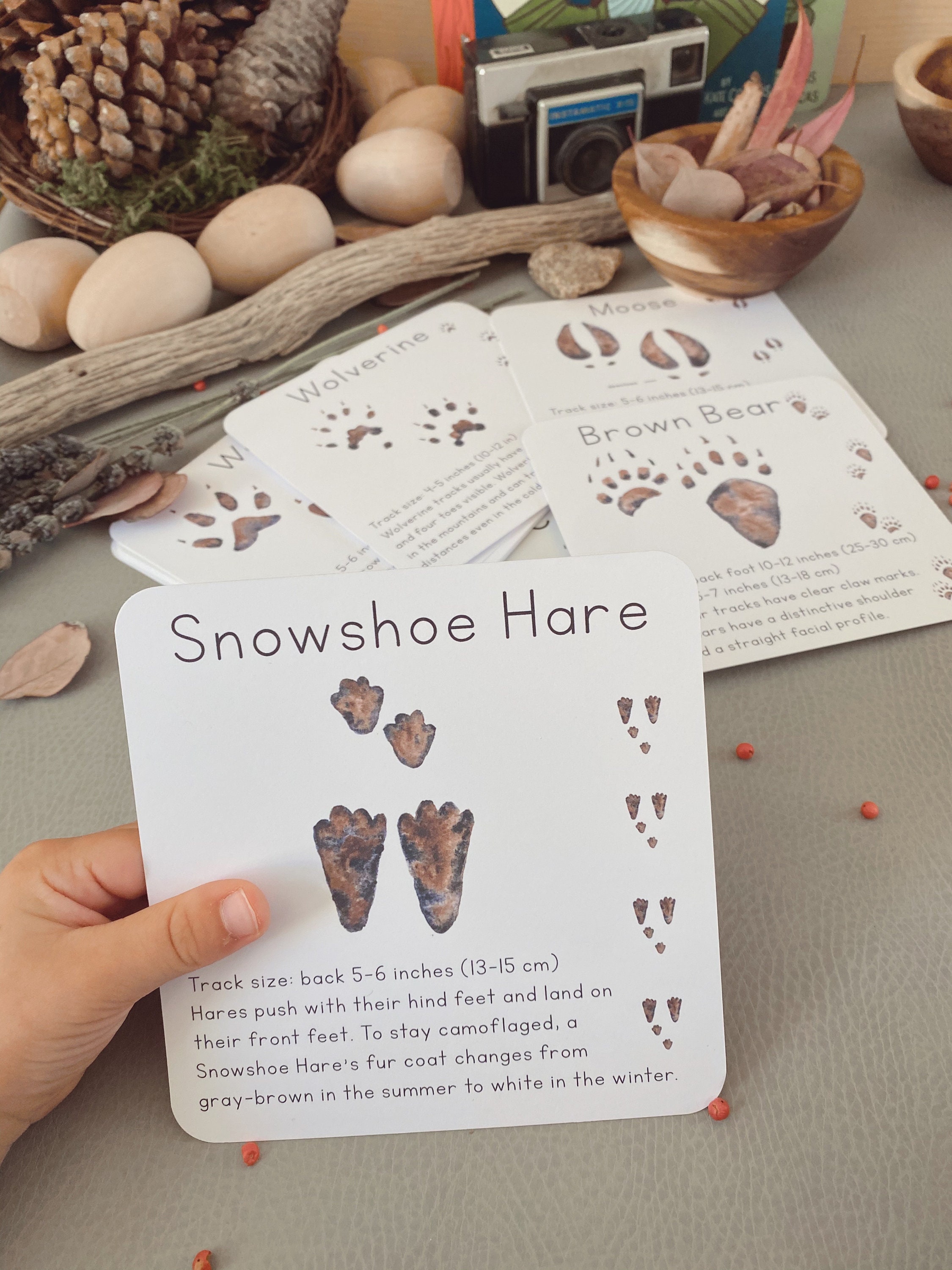 Alaska Animal Tracks Learning Cards: Homeschool Nature Study (digital ...