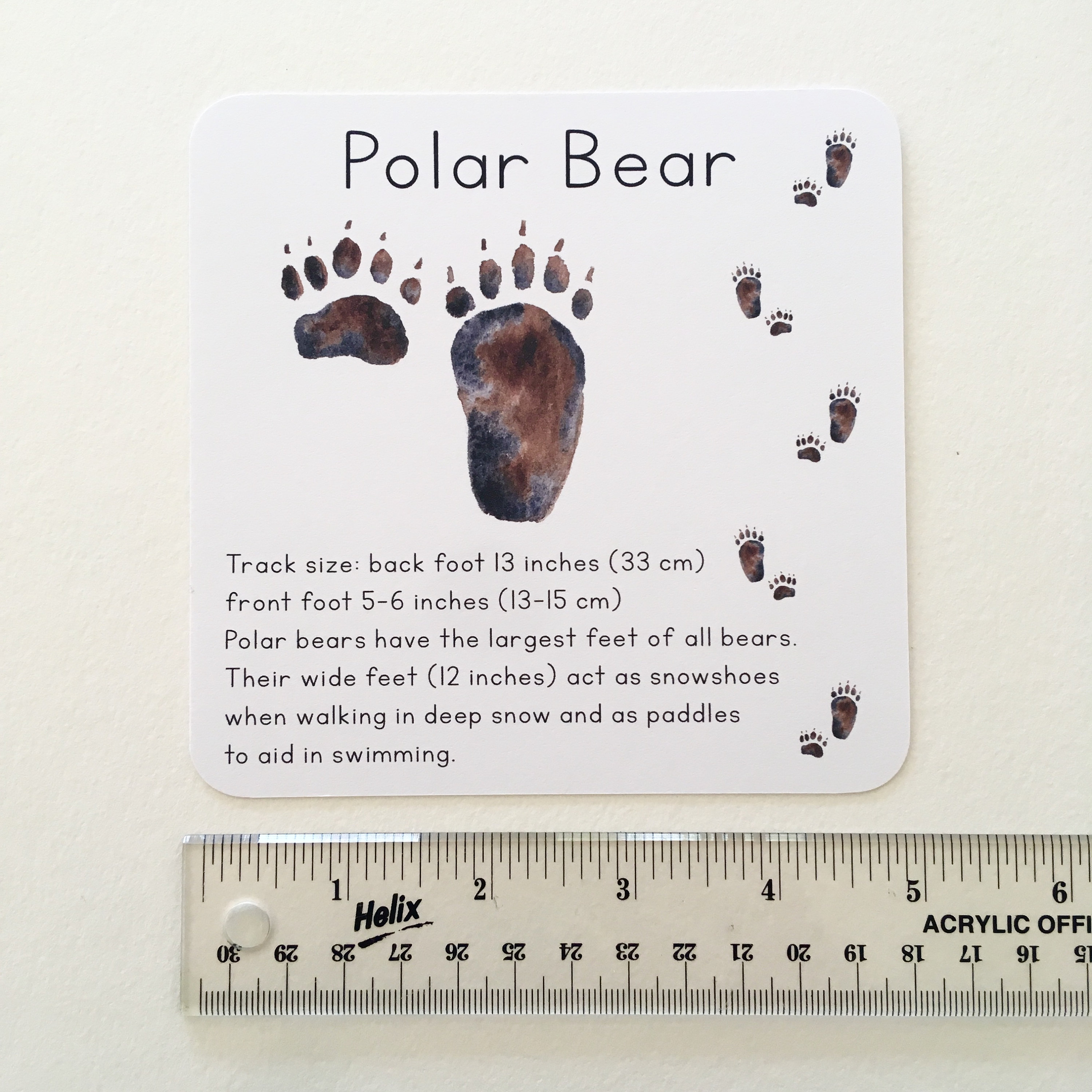 Alaska Animal Tracks Learning Cards Digital Download Animal - Etsy