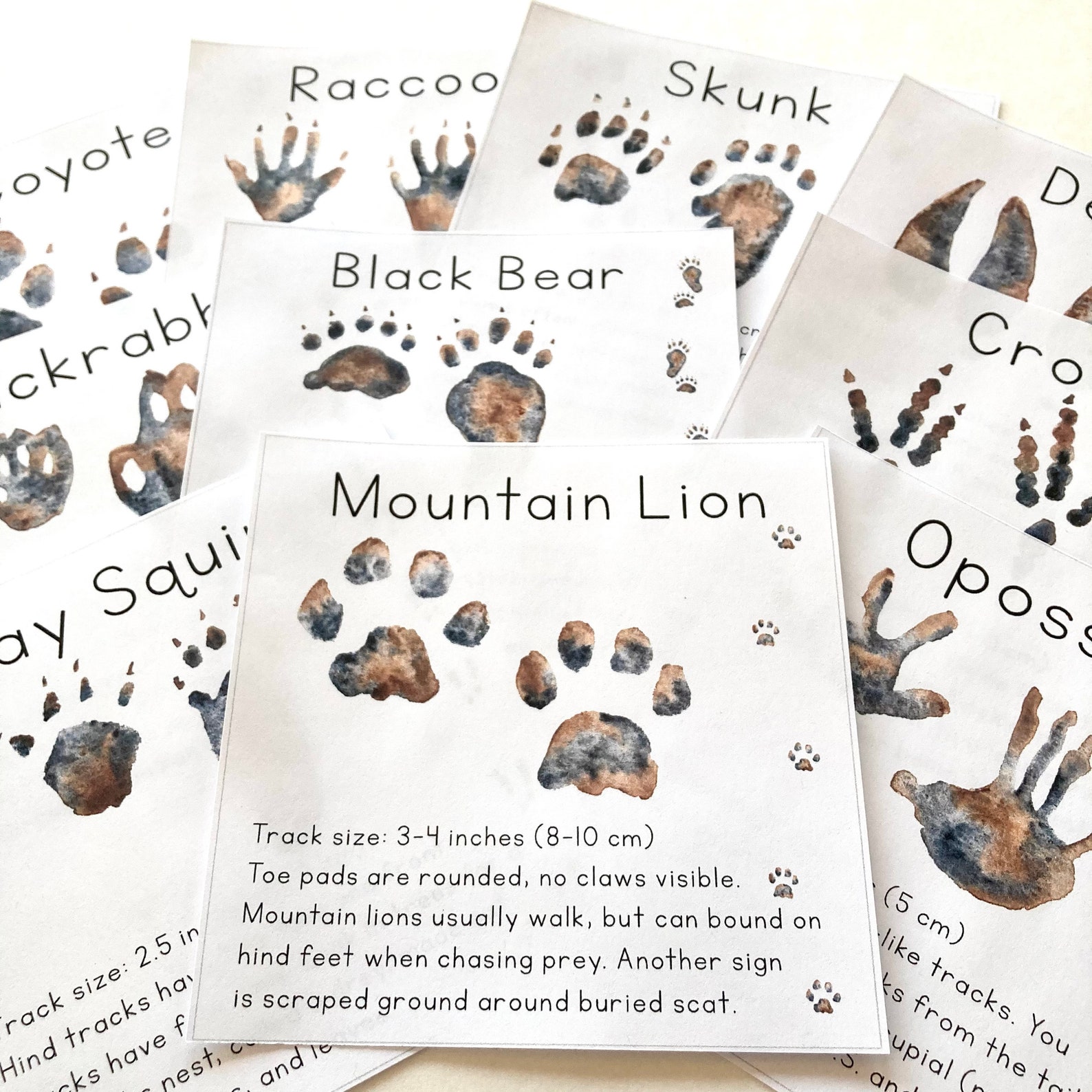 Animal Tracks Learning Cards Animal Tracks Facts Nature - Etsy