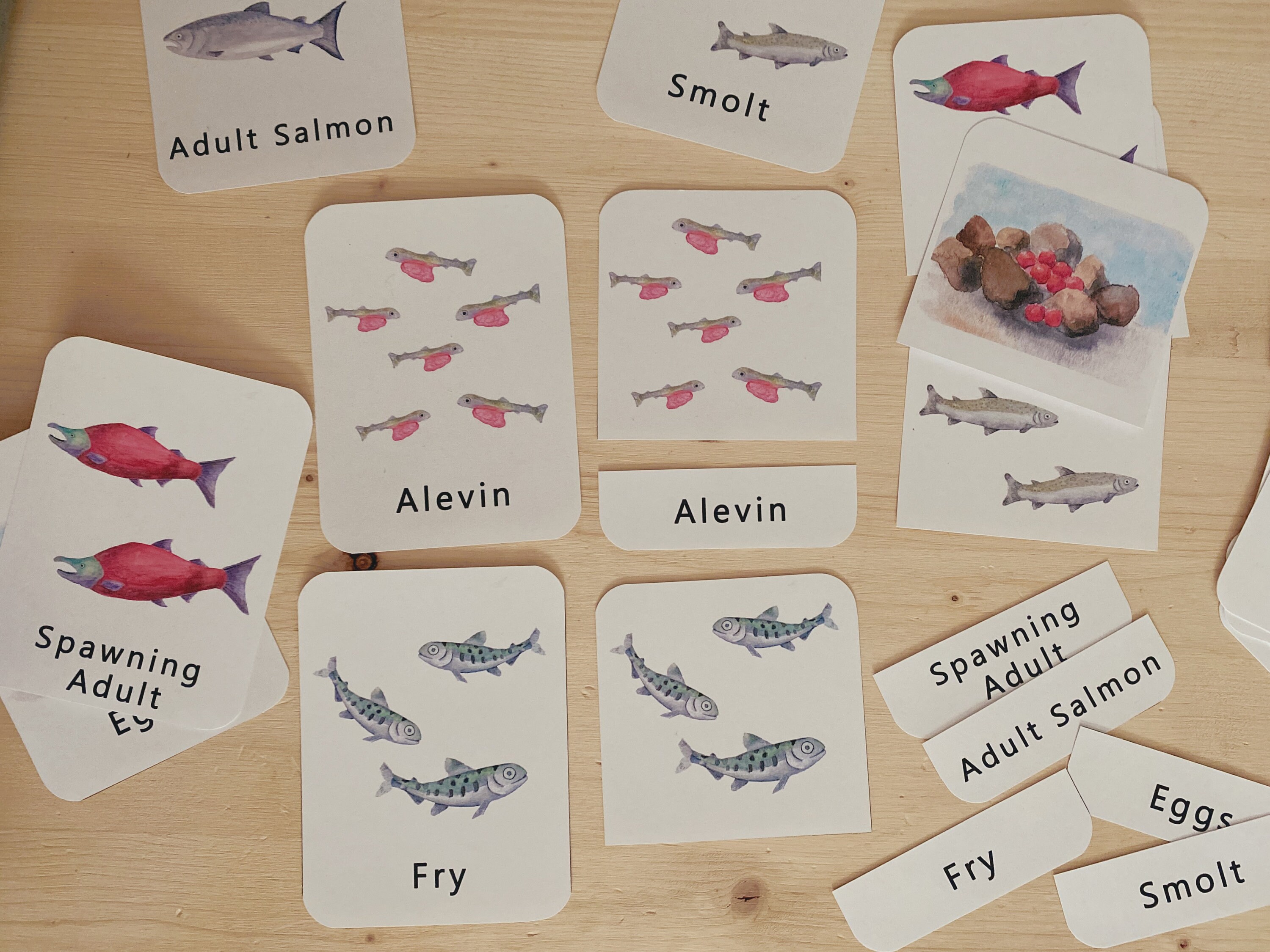 Salmon Life Cycle Cards- Digital Download, 3 Part Cards - Etsy