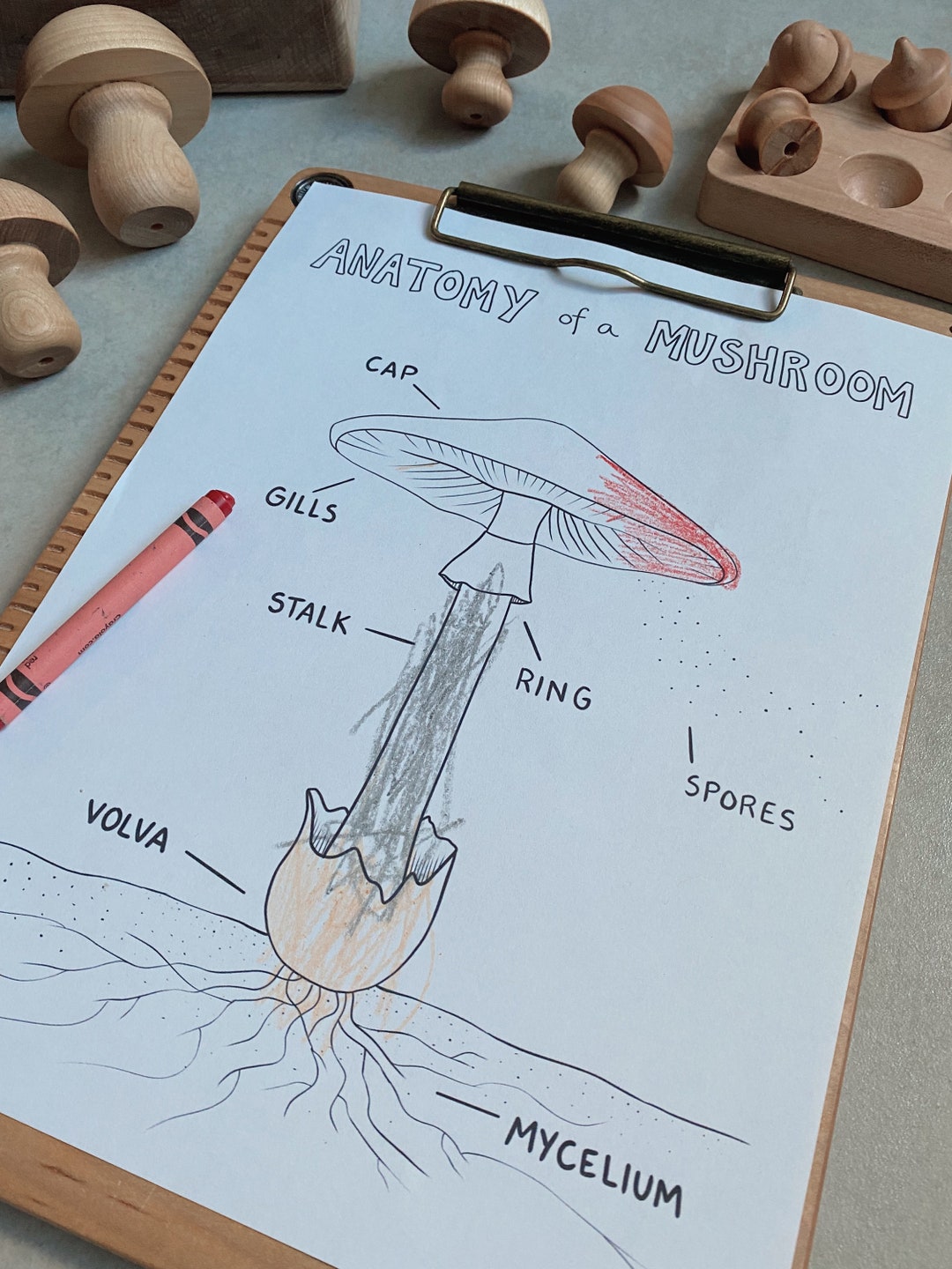 Mushroom Anatomy Coloring Page Digital Download - Etsy