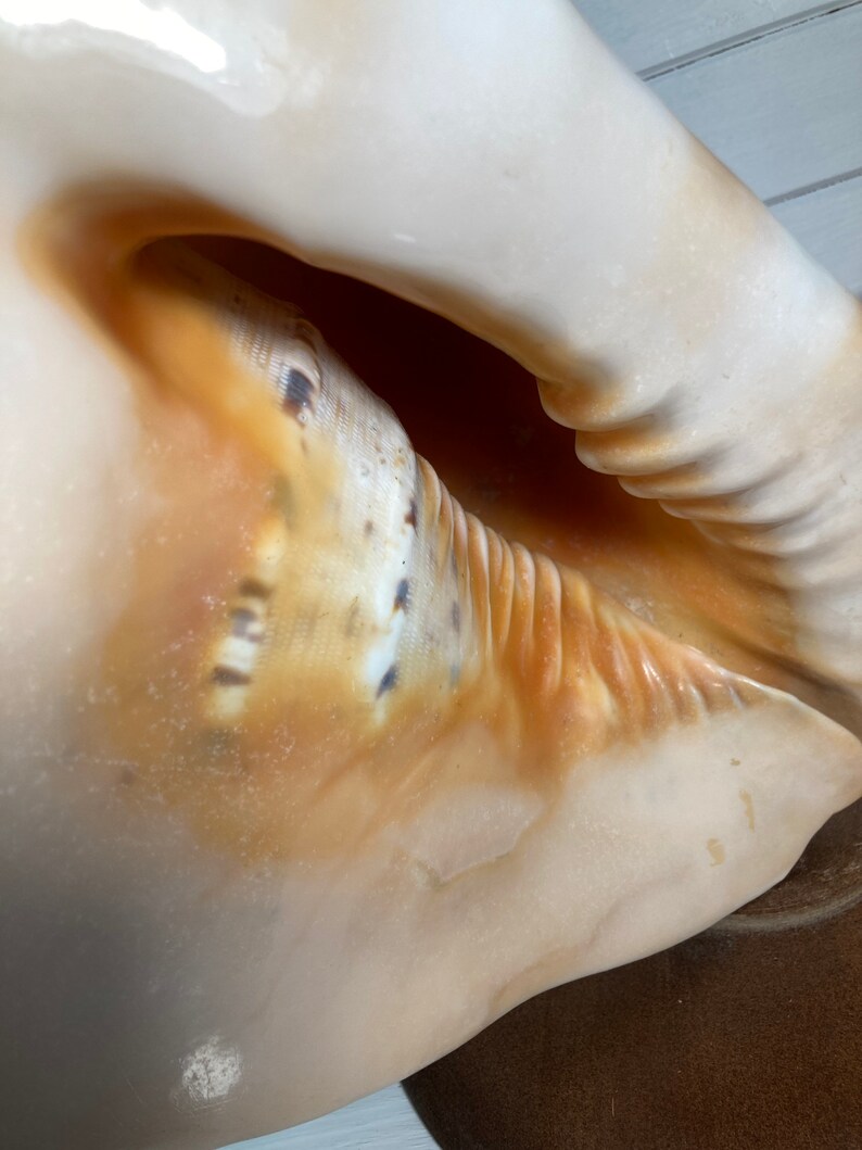 Giant Conch Shell Stand Real Natural Shell Marine Nautical | Etsy