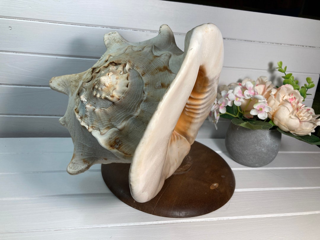 Giant Conch Shell, Stand, Real Natural Shell, Marine, Nautical Decor ...