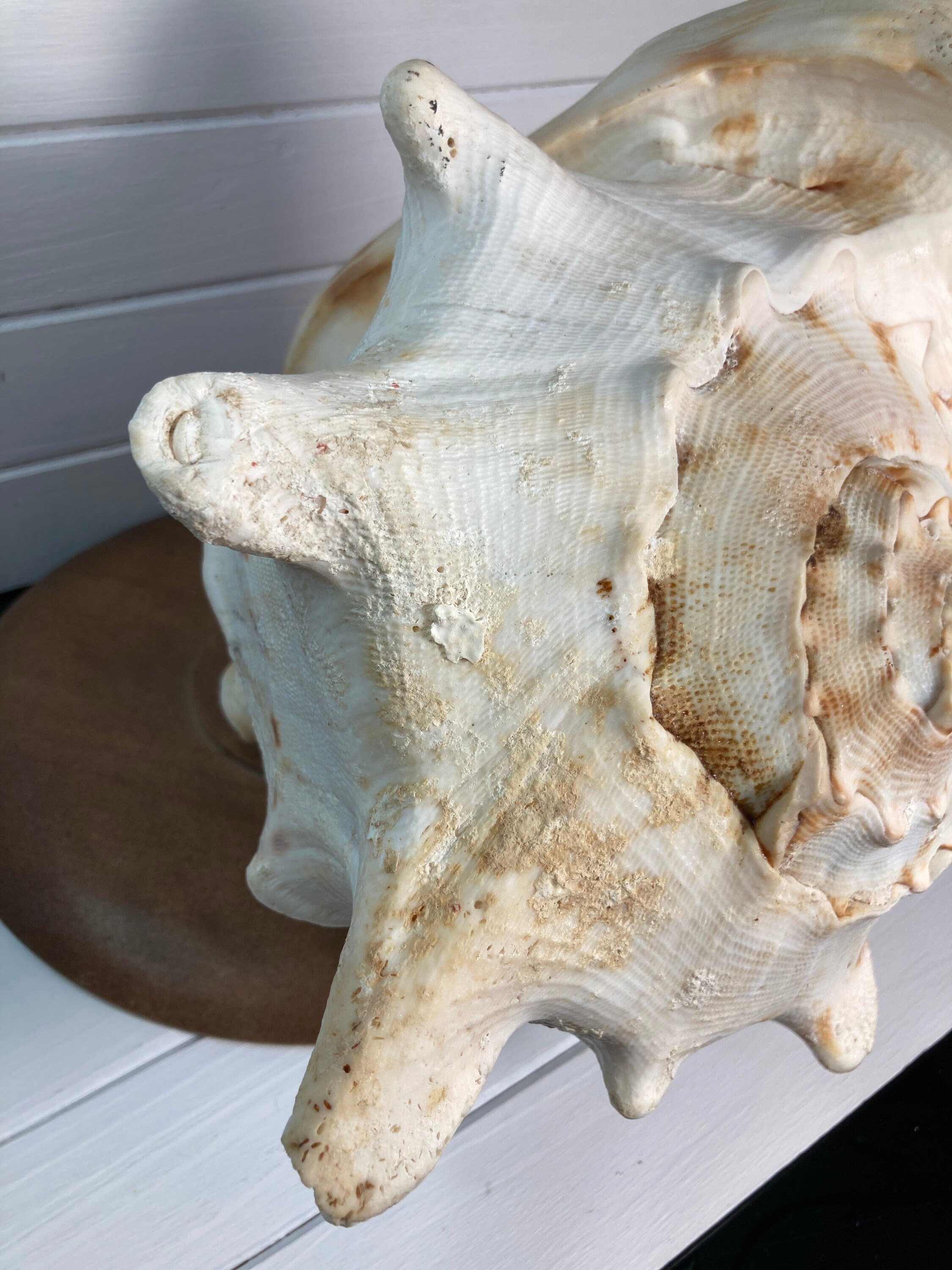 Giant Conch Shell Stand Real Natural Shell Marine Nautical | Etsy