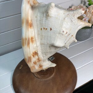 Giant Conch Shell, Stand, Real Natural Shell, Marine, Nautical Decor ...