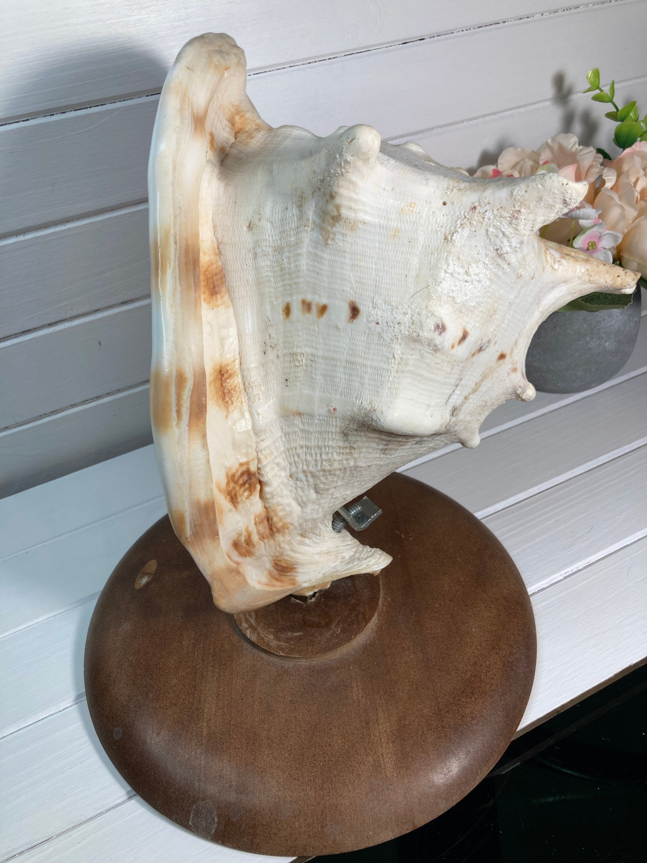 Giant Conch Shell Stand Real Natural Shell Marine Nautical | Etsy