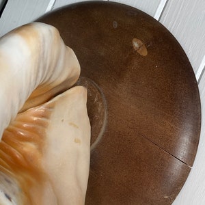 Giant Conch Shell, Stand, Real Natural Shell, Marine, Nautical Decor ...