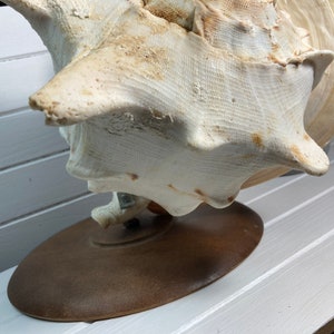 Giant Conch Shell, Stand, Real Natural Shell, Marine, Nautical Decor ...
