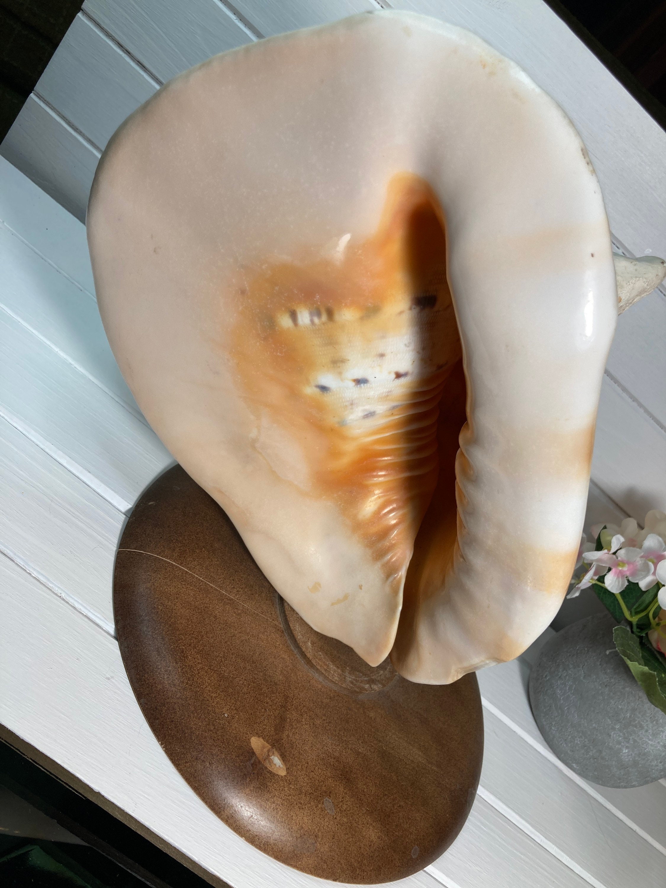 Giant Conch Shell Stand Real Natural Shell Marine Nautical | Etsy