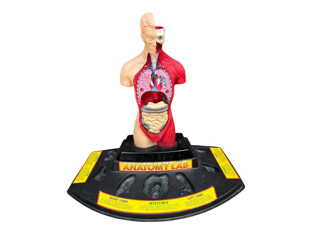 Bluebird Toys UK Anatomy Lab Human Body Organs Vintage 1995 Male Body ...