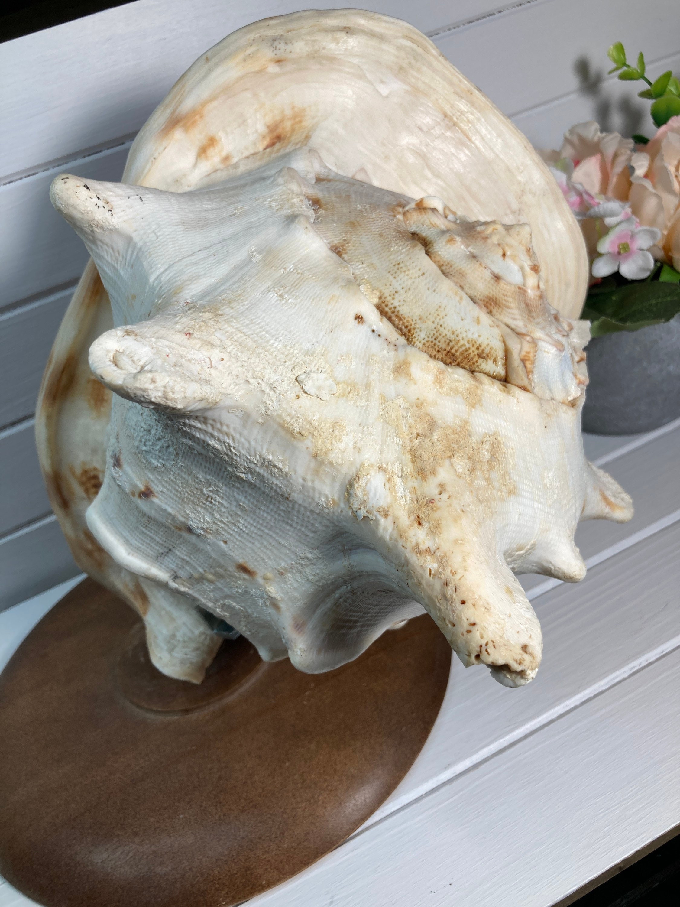 Giant Conch Shell Stand Real Natural Shell Marine Nautical | Etsy