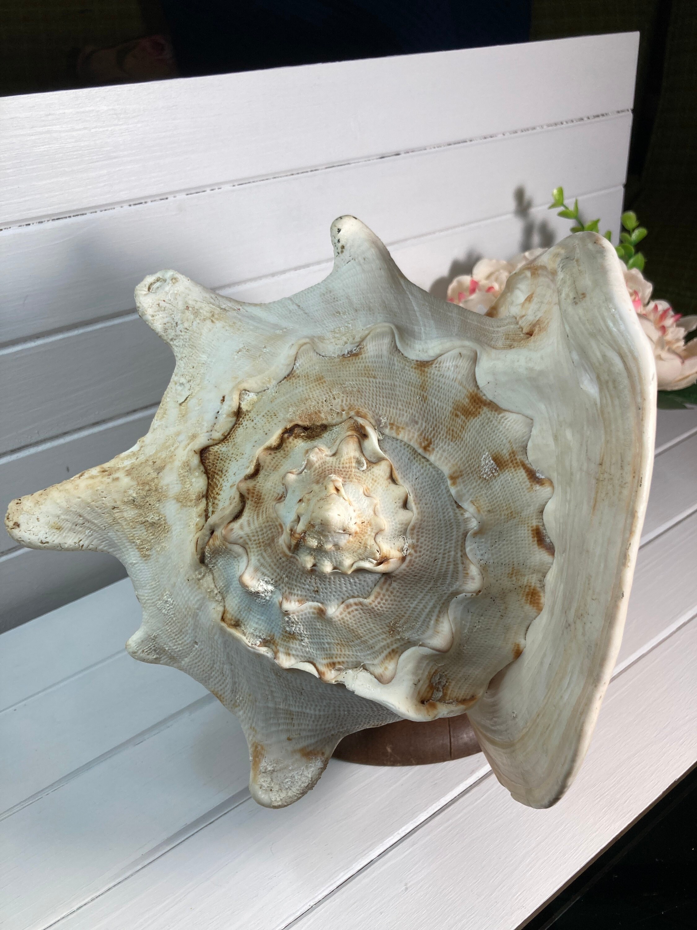 Giant Conch Shell Stand Real Natural Shell Marine Nautical | Etsy