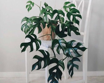 Mini Monstera Rhaphidophora Tetrasperma Monstera Ginny - Etsy