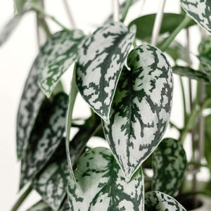 Silver Splash Pothos Scindapsus Pictus Exotica - Etsy
