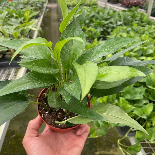 Pothos Skeleton Key - Etsy