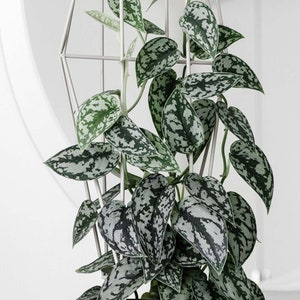 Silver Splash Pothos Scindapsus Pictus Exotica - Etsy