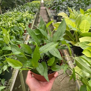 Pothos Skeleton Key - Etsy