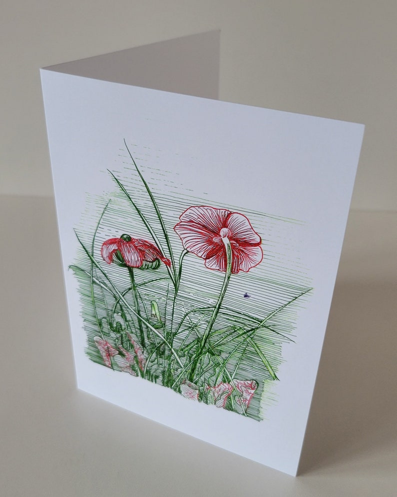 Pitcher Plant, Greeting Card, Note Card, Graphic - Etsy