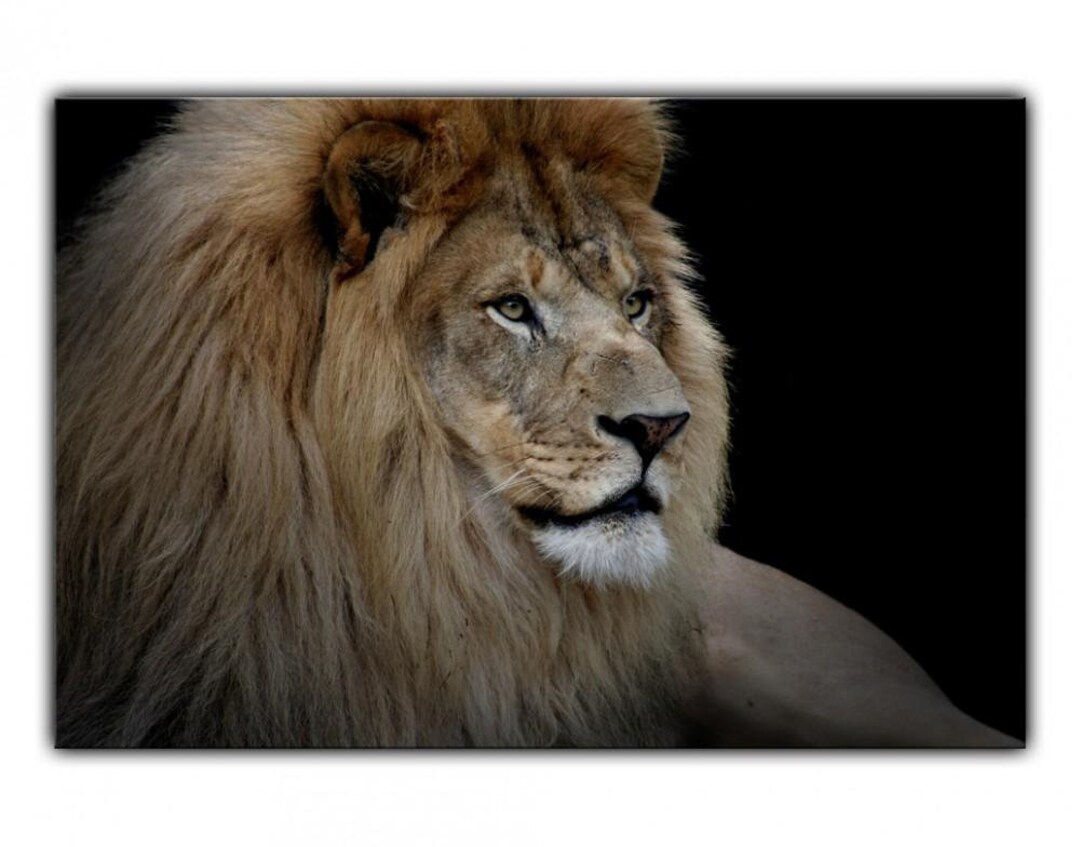 Alu-dibond Mural Brushed Lion Aluminum Composite Panel Wall Decoration ...