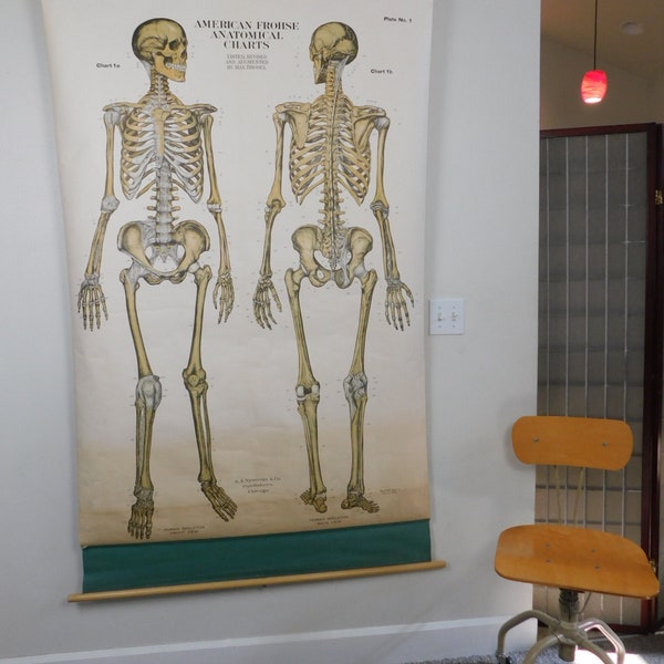 Skeletal Anatomy Chart Poster - Etsy