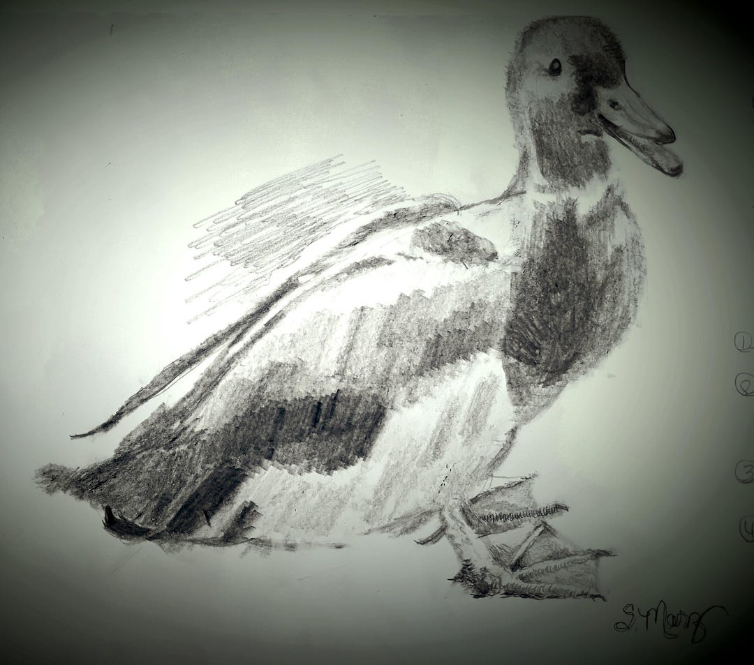 Original Duck Charcoal Sketch Print - Etsy
