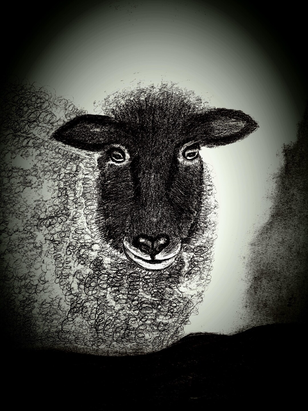 Original Cotswold Black Face Sheep Charcoal Drawing Print - Etsy